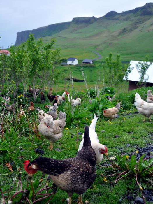 Icelandic Chicken - Breed Profile - Backyard Poultry